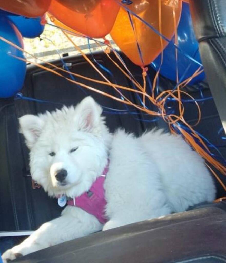 All Puppies - Blue Moon Huskies